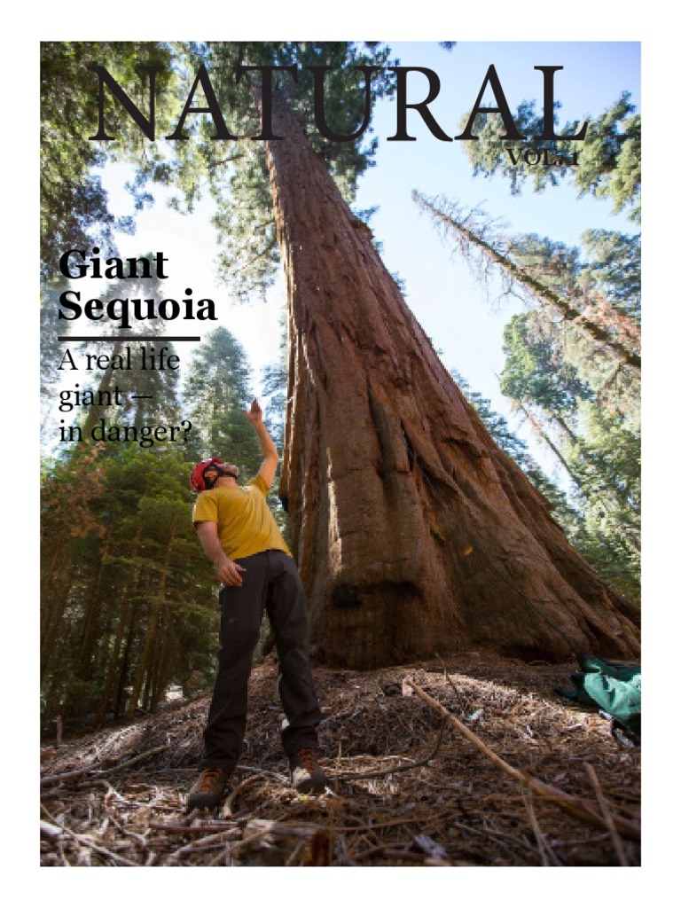 Tree | PDF | Sequoia Sempervirens | Ecology
