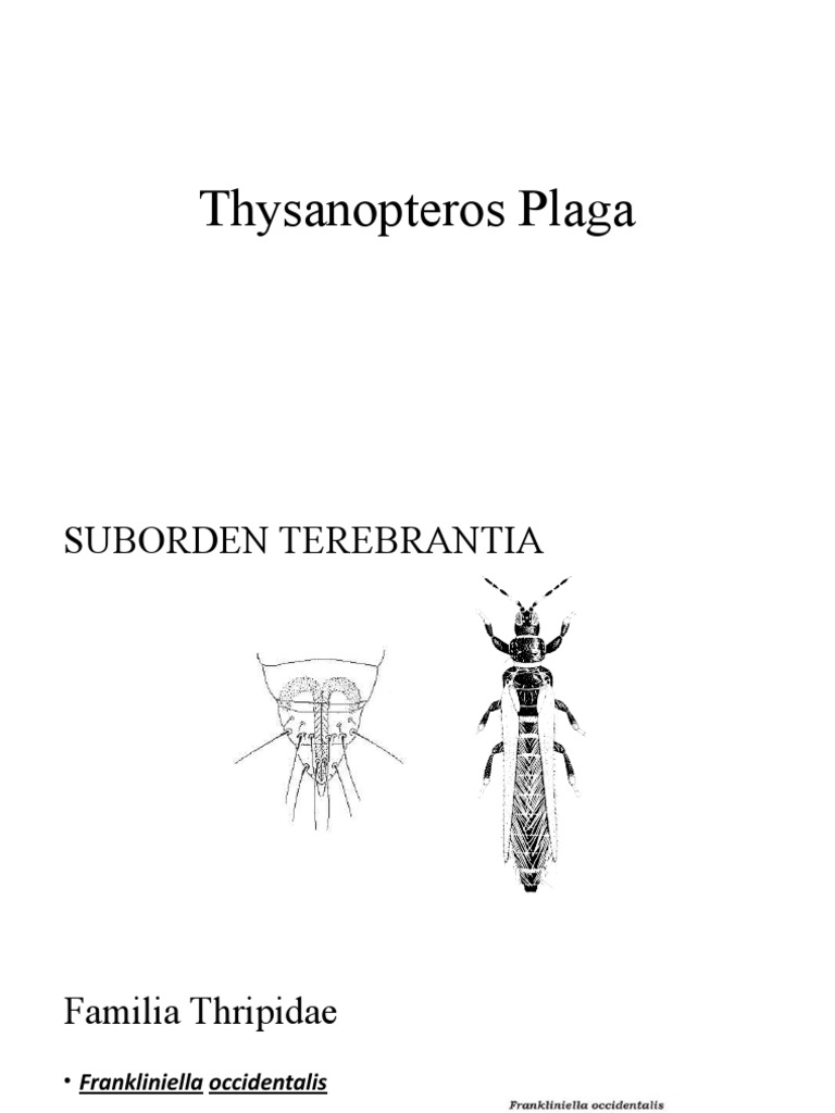 Thysanopteros y Coleopteros Plaga | PDF | Ciencia y matemáticas