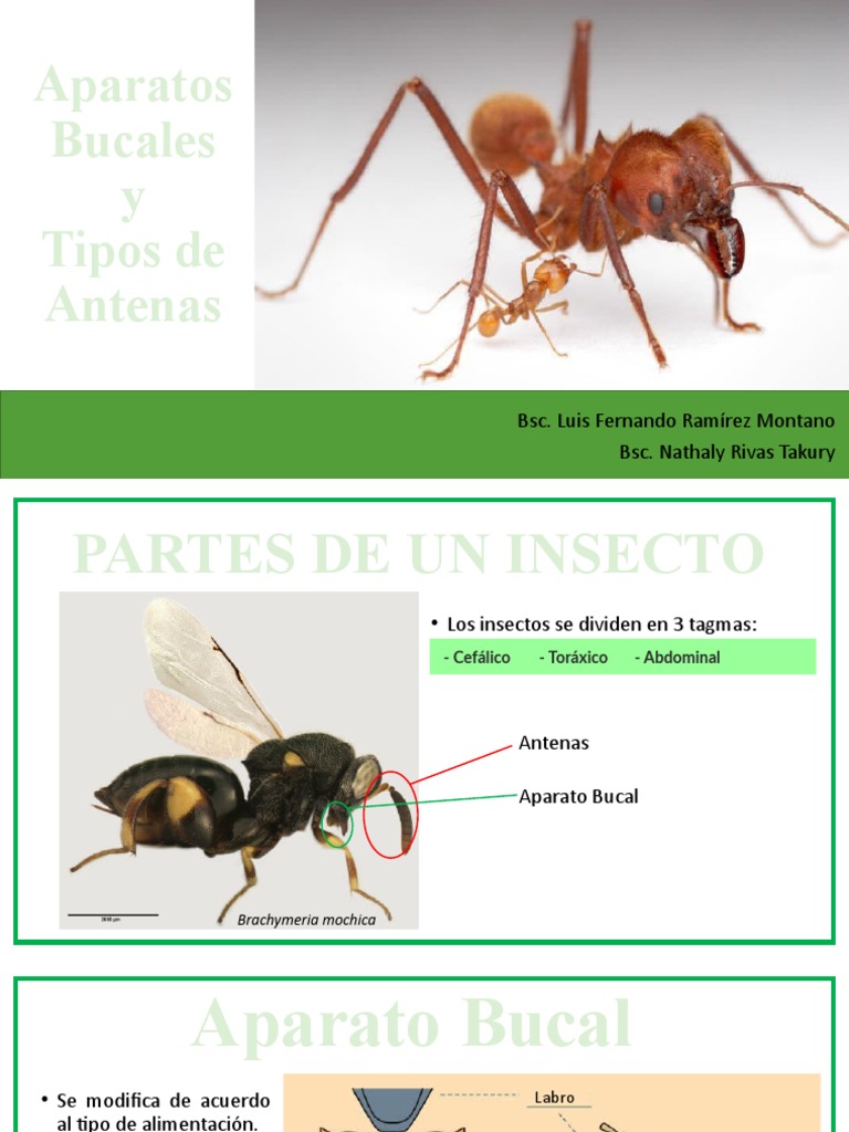 Aparatos Bucalles y Tipos de Antenas | Descargar gratis PDF | Insectos ...