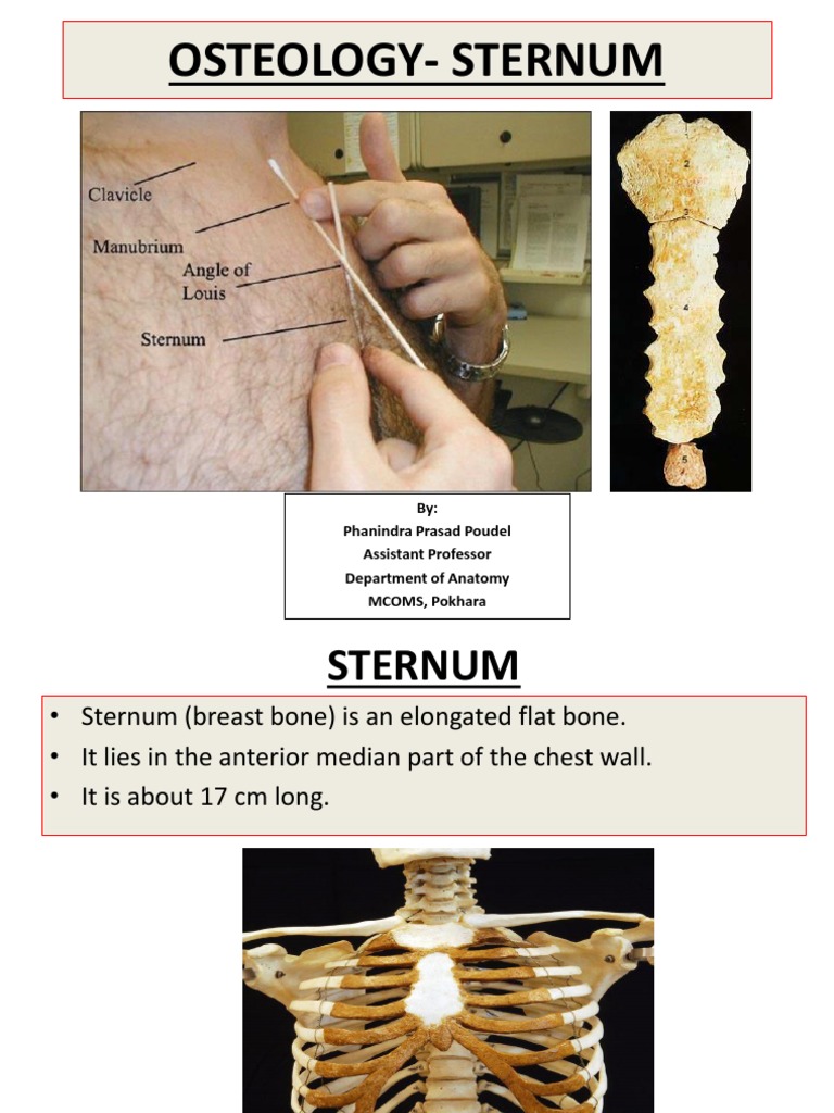 Sternum Osteology | PDF | Skeletal System | Thorax (Human Anatomy)