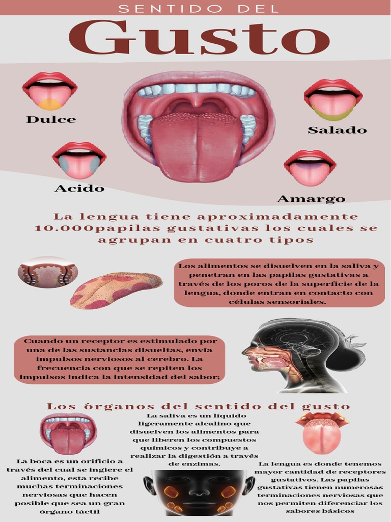 Sentido Del Gusto | PDF