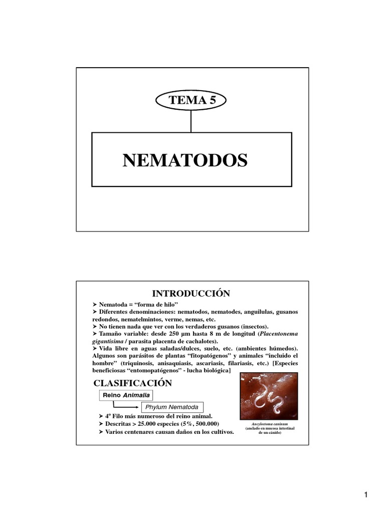 Nematodos | PDF | Nematodo | Insectos