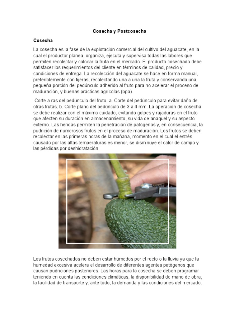 Cosecha y Postcosecha | PDF | Cosecha | Agua