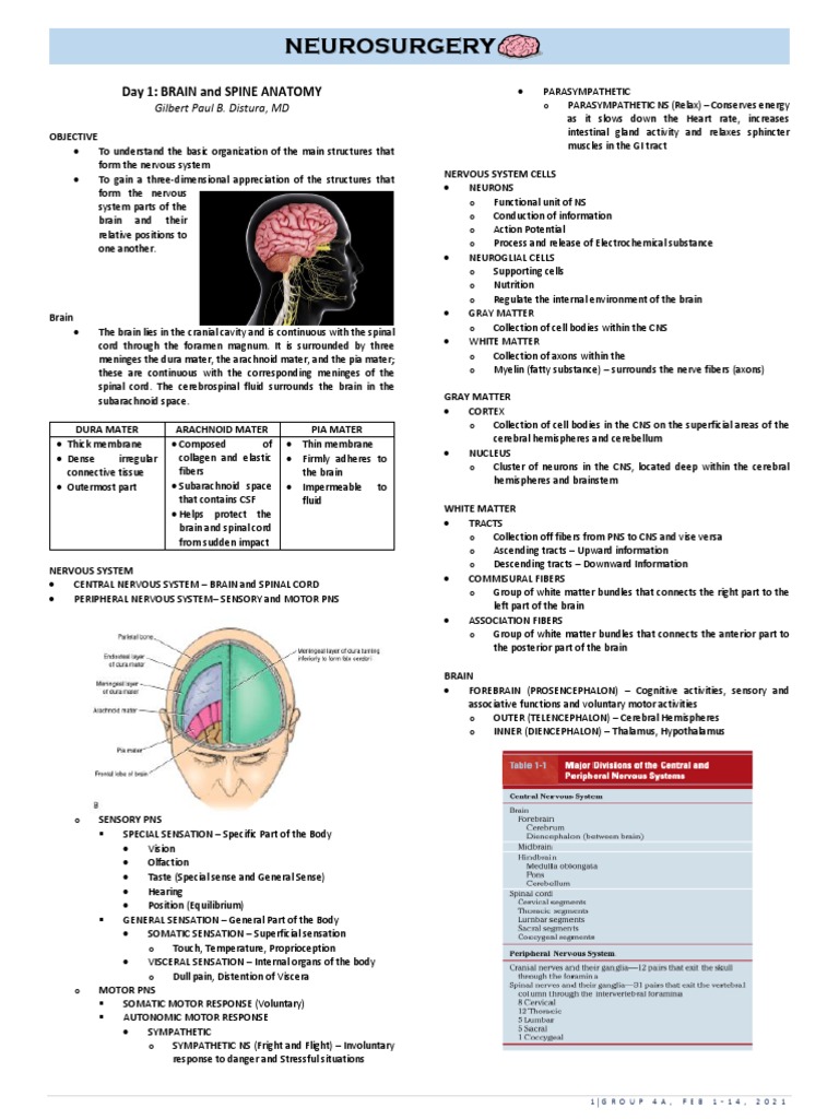 Brain and Spine Anatomy Overview | PDF | Vertebral Column | Vertebra