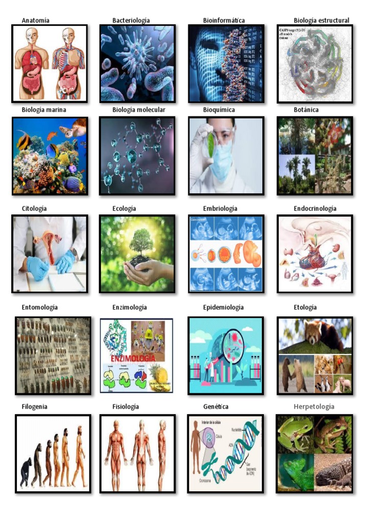 Ramas de La Biologia | PDF