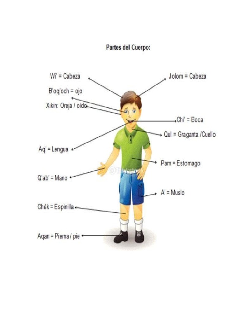 Partes Del Cuerpo | PDF