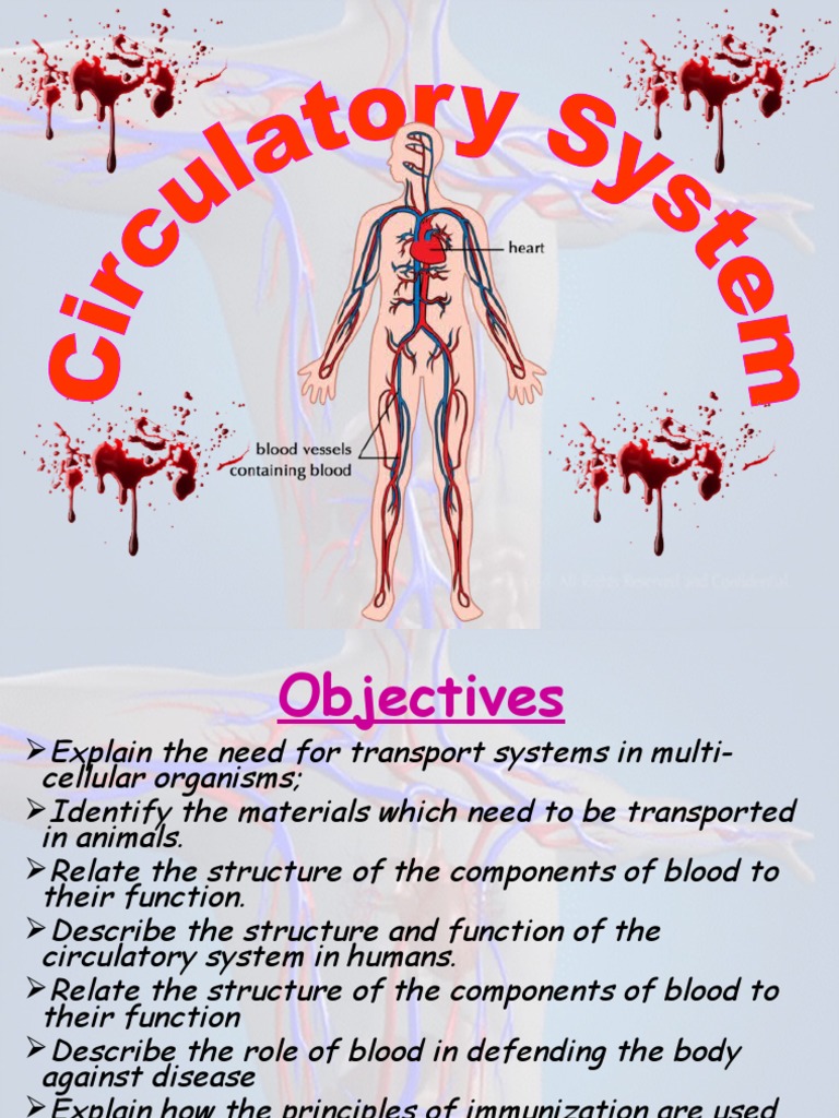 CSEC Biology (4th Form) - Transport in Man (Circulatory System) | PDF ...