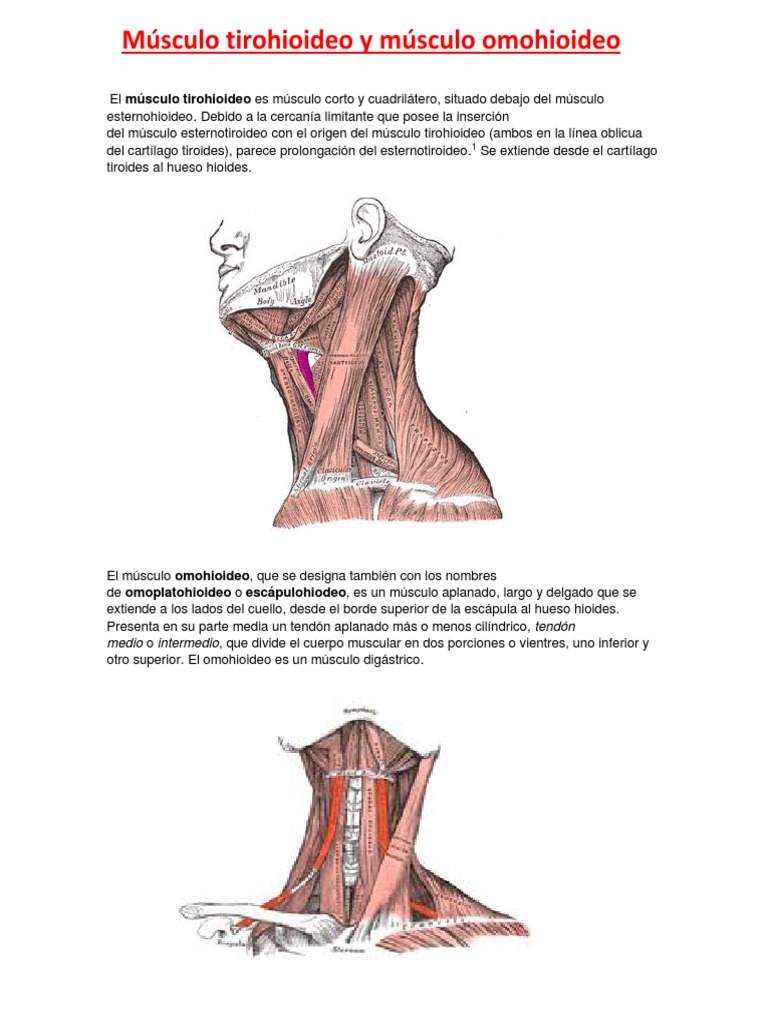 Músculo Tireohioideo y Músculo Omohioideo | PDF