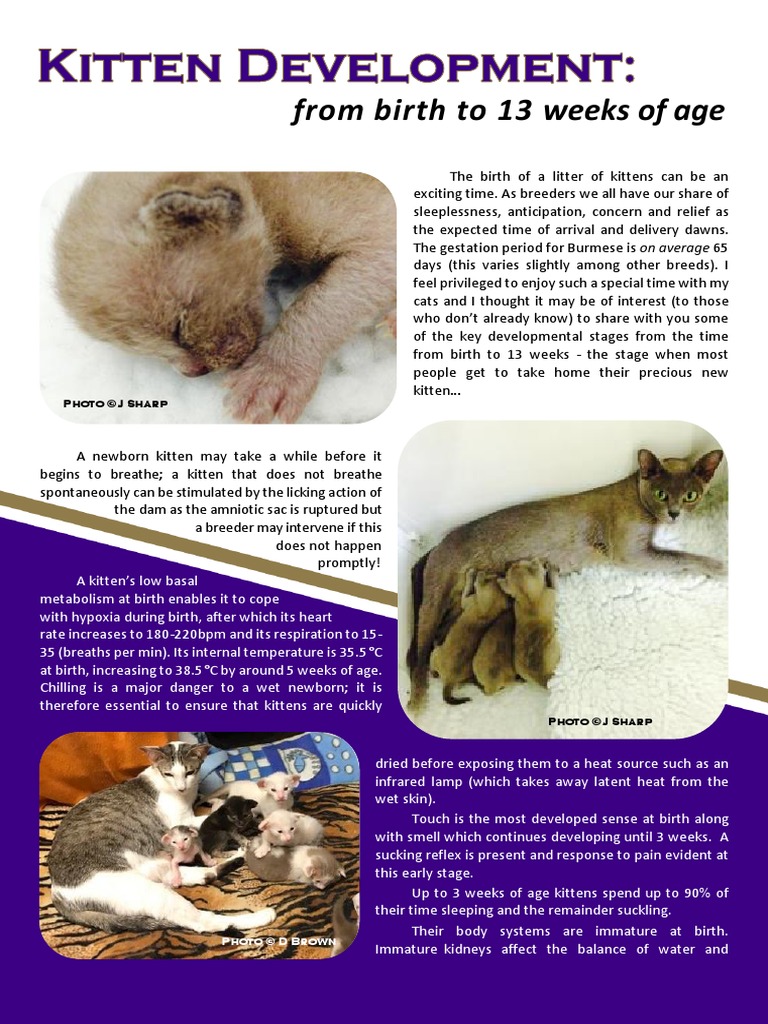 Kitten Development Pdf Kitten