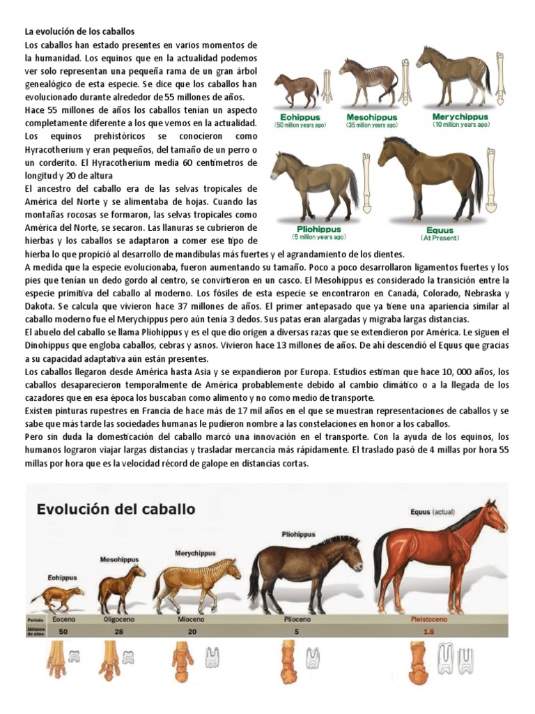 Evolución del caballo a lo largo del tiempo | PDF | Caballos