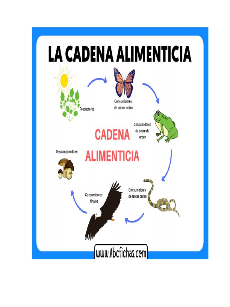 Cadena Alimenticia | PDF