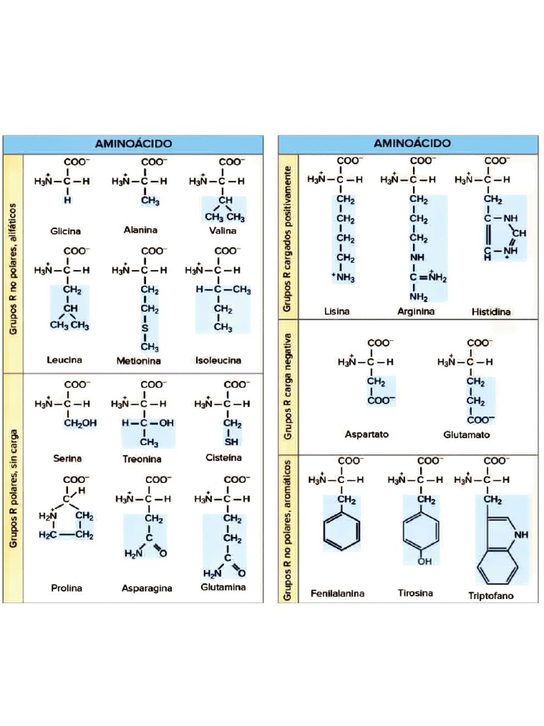 Tabla de clasificación de aminoácidos | PDF