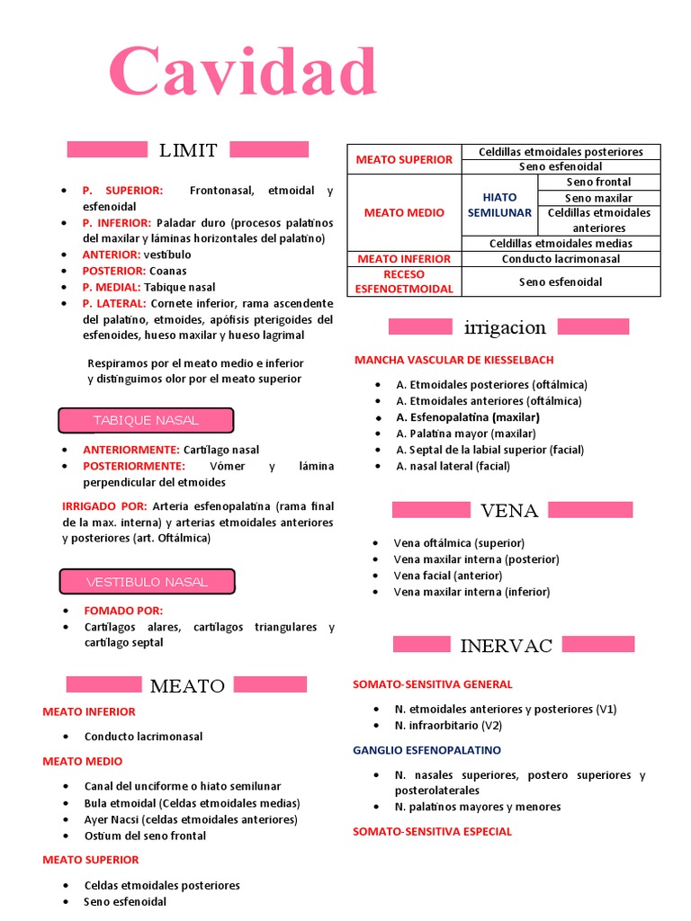 Cavidad Nasal | PDF | Sistema esquelético | Anatomía humana