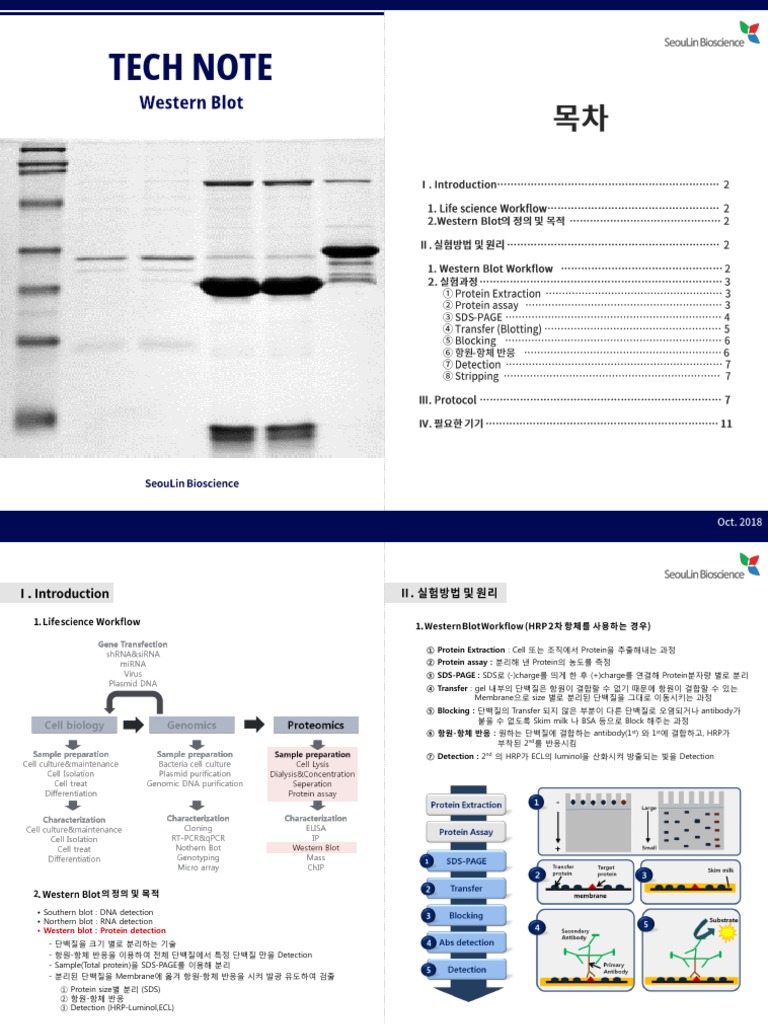 Tech-note-Western-Blot | PDF