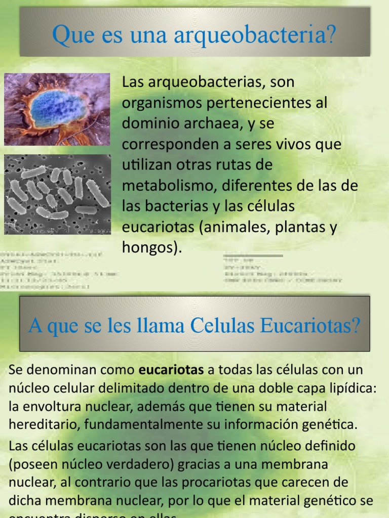 Ar Que o Bacteria | PDF | Archaea | Biología Celular)