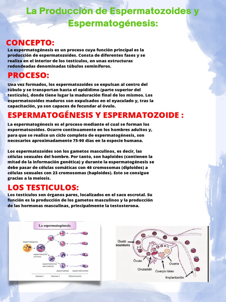 La Producción de Espermatozoides | PDF | Salud y bienestar | Ciencia y ...