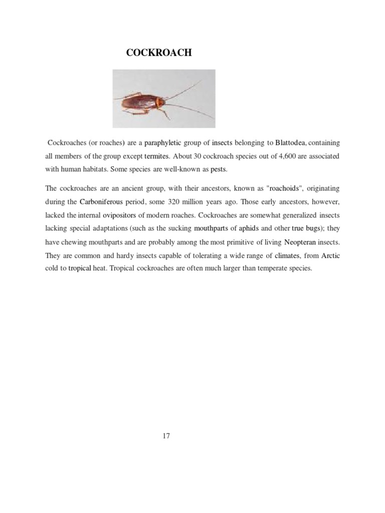 Cockroach | PDF