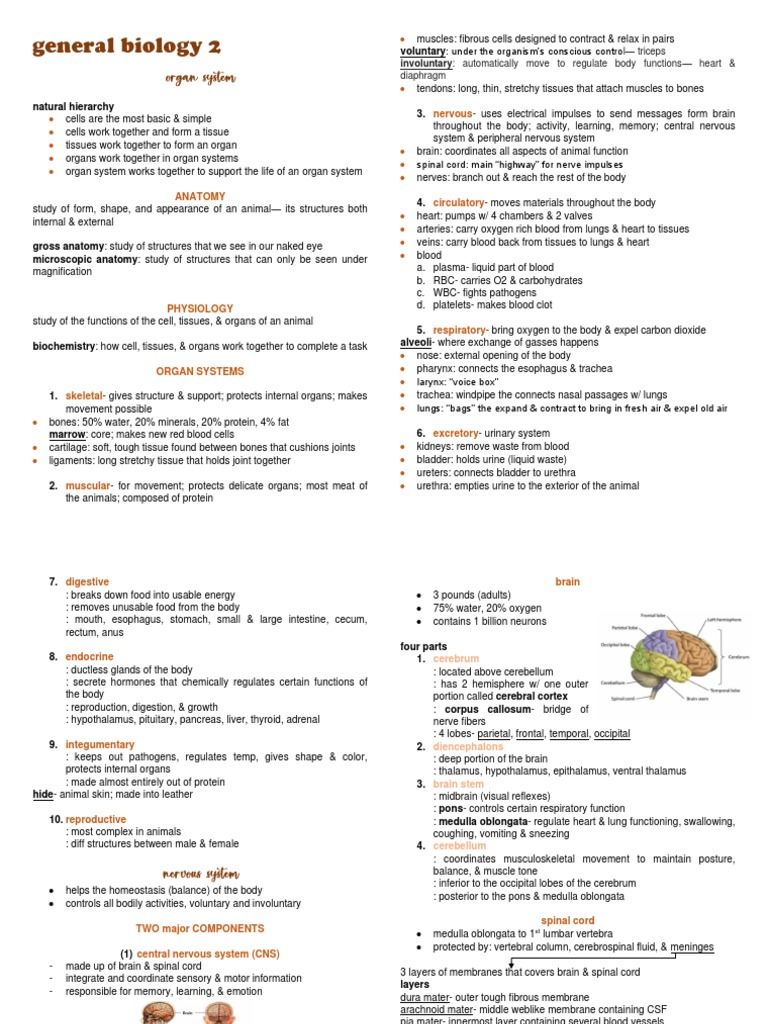 General Biology 2 | PDF | Central Nervous System | Human Body