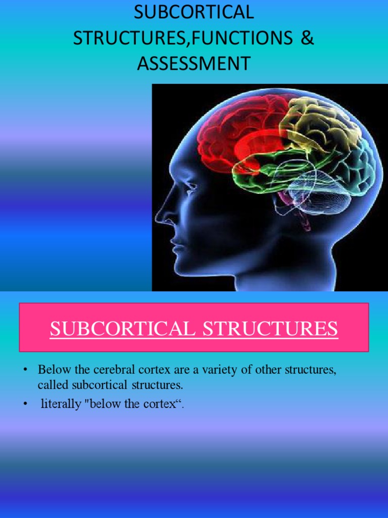 Subcortical 1 | PDF | Hypothalamus | Limbic System