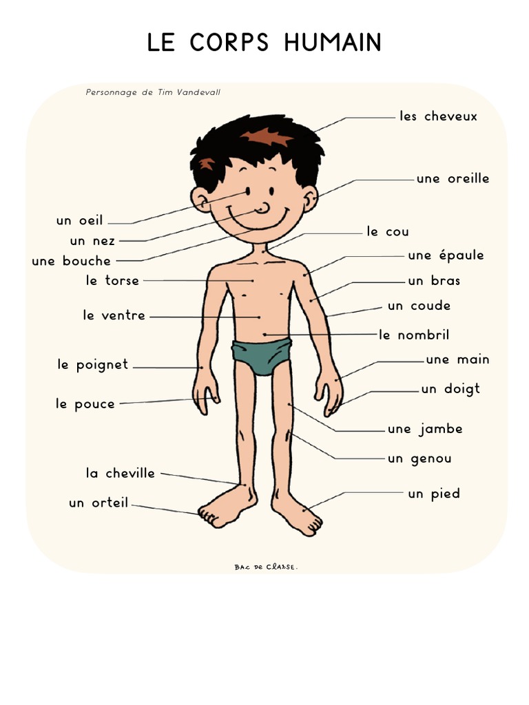 Imagier - Le Corps Humain | PDF