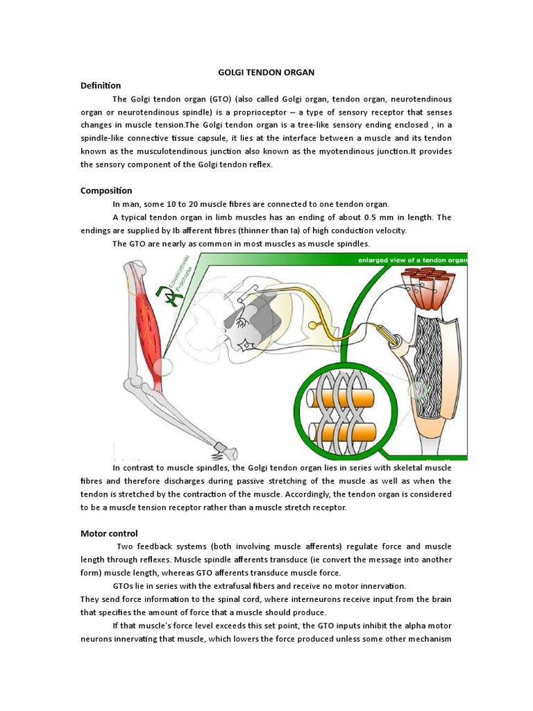 Golgi Tendon Organ | PDF | Skeletal Muscle | Motor Neuron