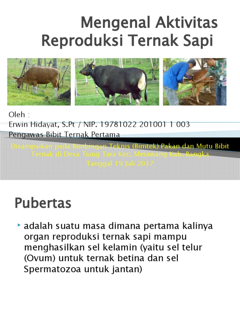 Mengenal Aktivitas Reproduksi Ternak Sapi | PDF | Memasak, Makanan ...