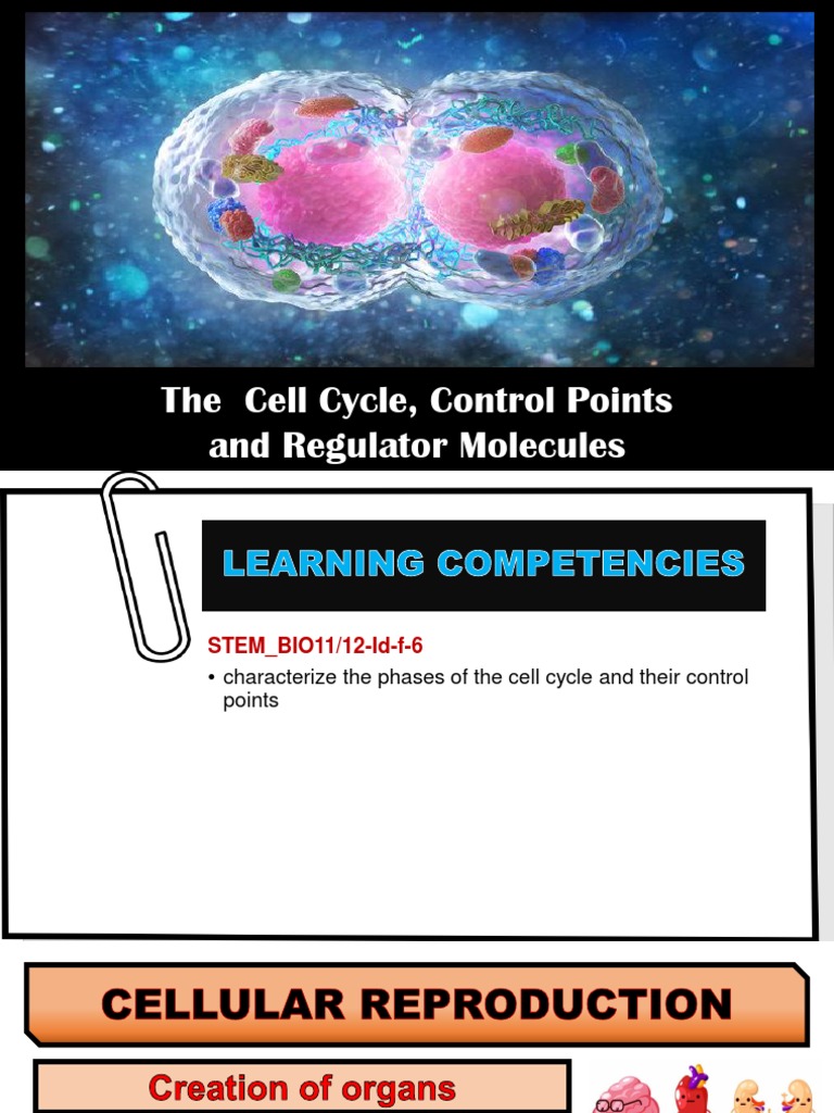 Genbio Lec4 - Cell Cycle and Checkpoints | PDF | Cell Cycle | Cellular Processes
