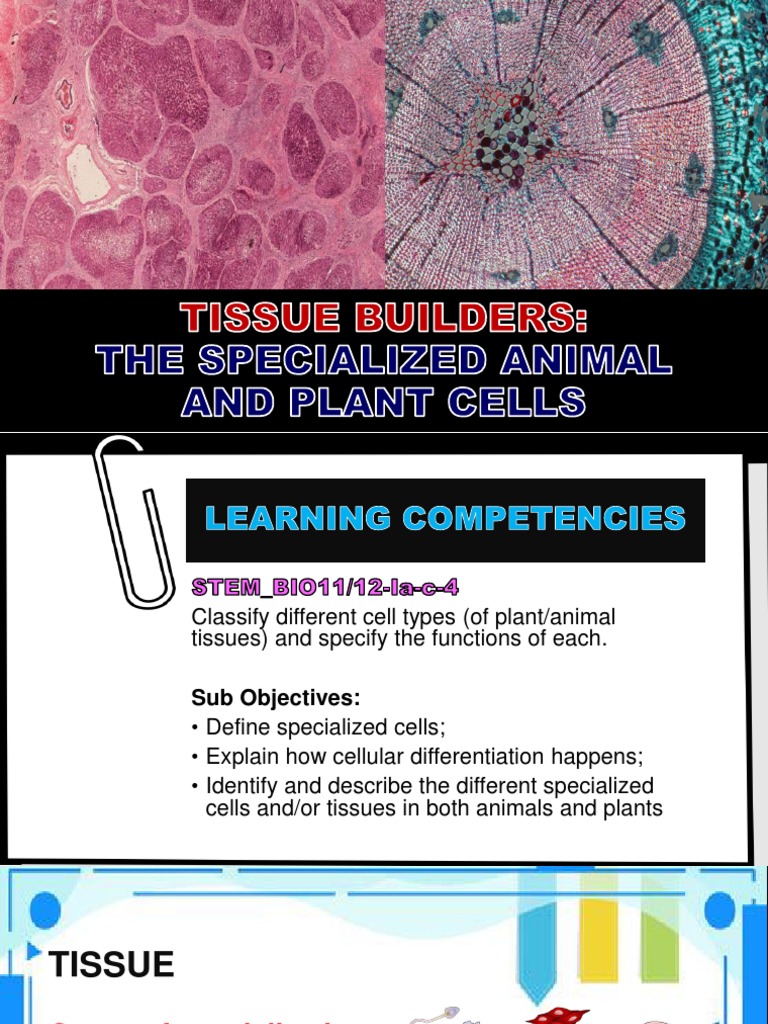Specialized Animal and Plant Cells | PDF | Tissue (Biology) | Cell Potency