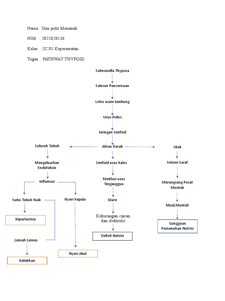 Pathway Typoid | PDF