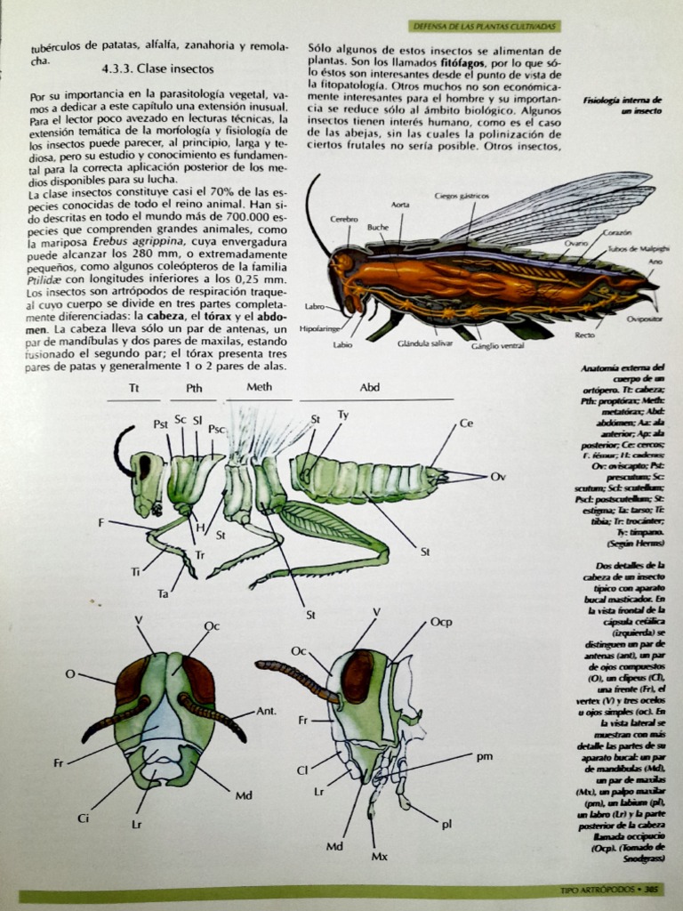 Insectos | PDF | Insectos | Sistema nervioso