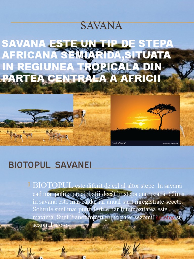Savana Este Un Tip de Stepa Africana Semiarida, Situata | PDF