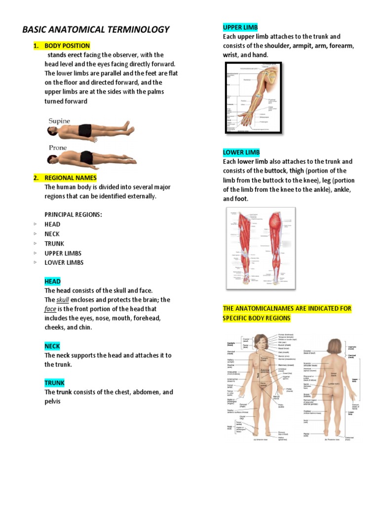 Basic Anatomical Terminology 1 F | PDF | Abdomen | Anatomy
