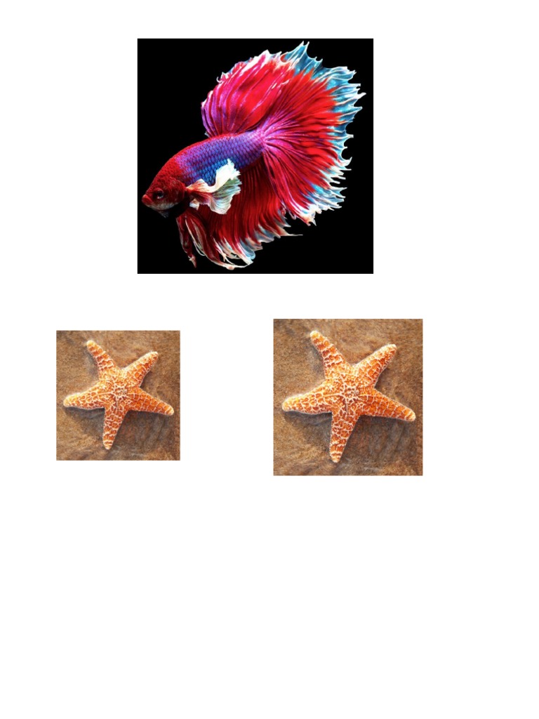 Betta Fish | PDF