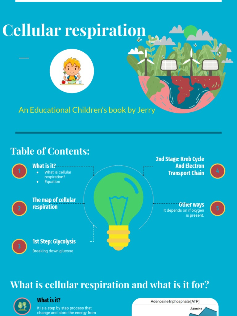 Bob's - Children's Book Project | PDF | Cellular Respiration | Pyruvic Acid