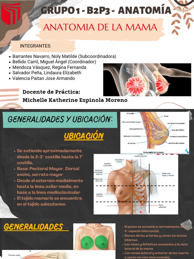 Expo Practica Sem 8 - Grupo 1 - Anatomía de La Mama | PDF | Pecho | Morfología (biología)