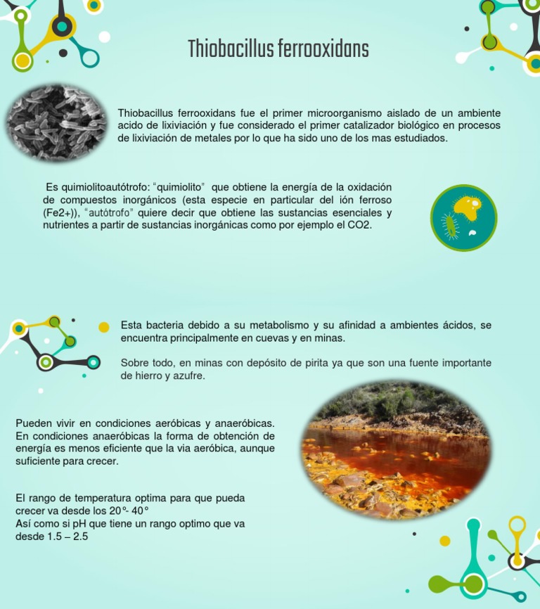 Thiobacillus Ferrooxidans | PDF