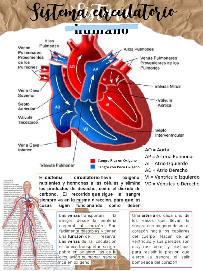 Sistema Circulatorio | PDF