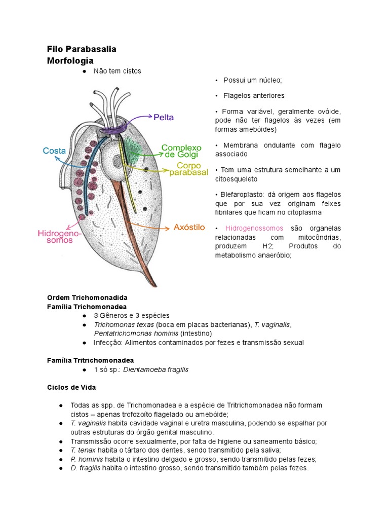 Filo Parabasalia | PDF