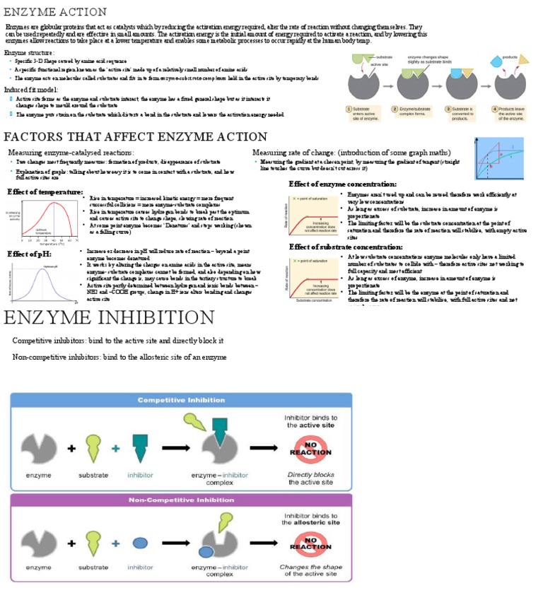 1.7 1.8 1.9 Enzyme Action and Inhibition | PDF | Active Site | Enzyme