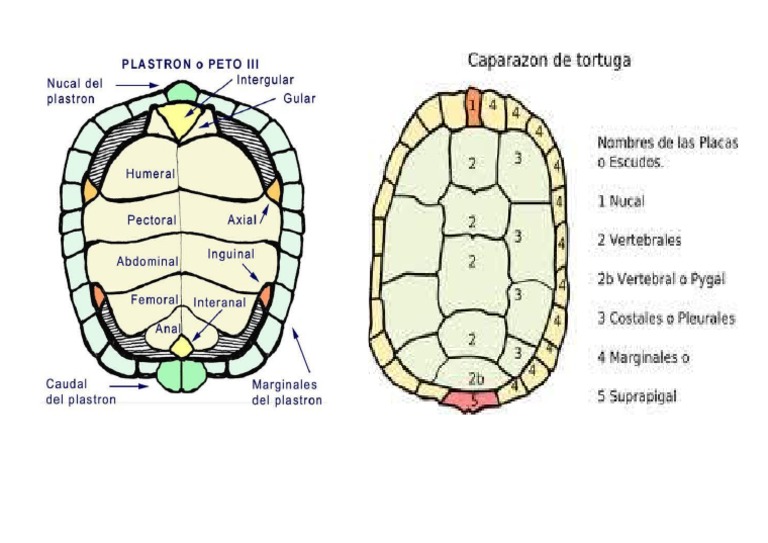 Caparazon de La Tortuga | PDF