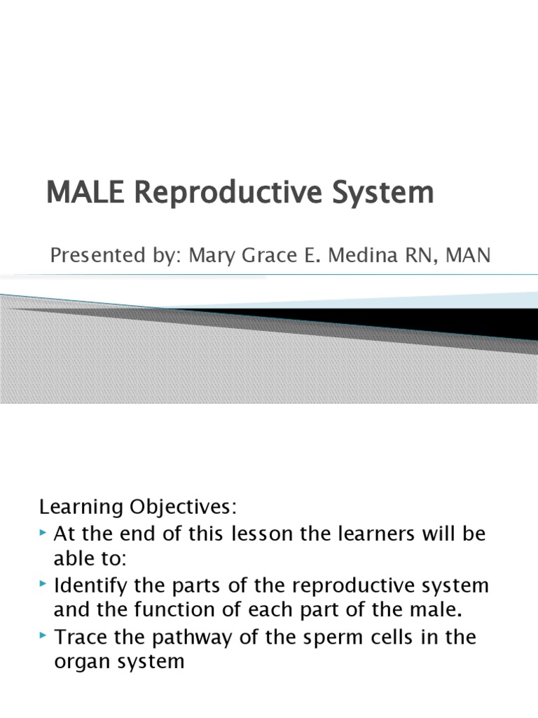 Male Reproductive System Overview | PDF | Testicle | Reproductive System