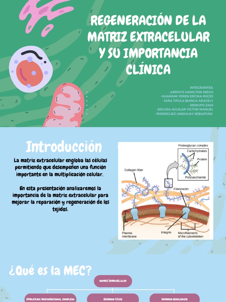 Regeneración de La Matriz Extracelular y Su Importancia Clínica | PDF | La matriz extracelular ...