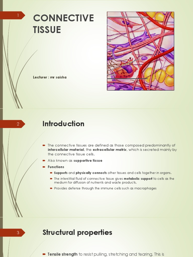 Connective Tissue | PDF | Connective Tissue | Extracellular Matrix