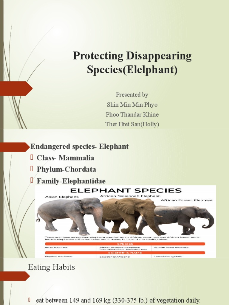 Protecting Disappearing Species (Elelphant) : Presented by Shin Min Min ...