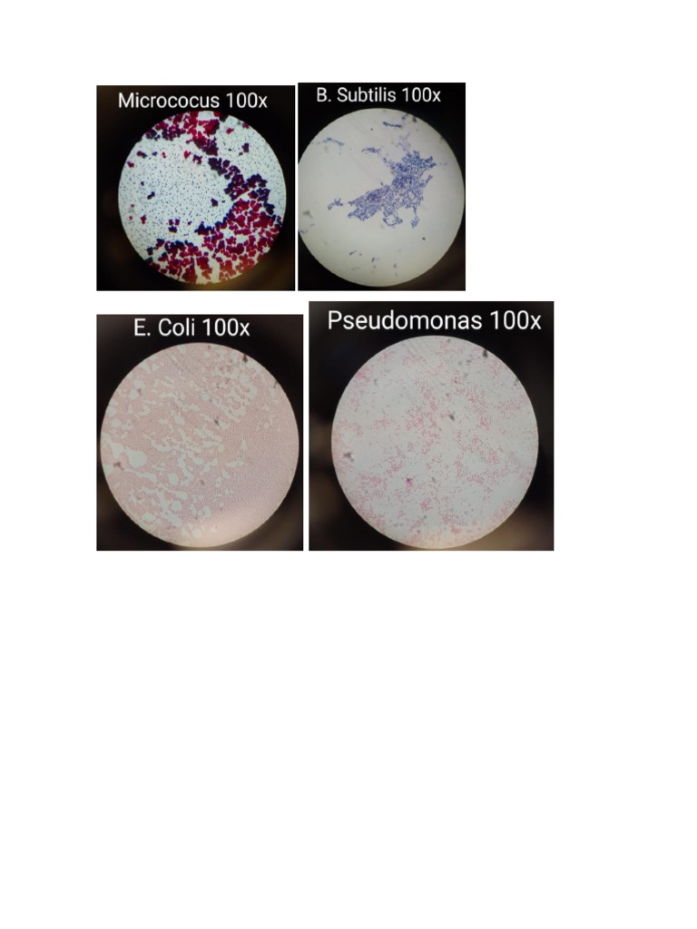 practica 12 microbiología | PDF