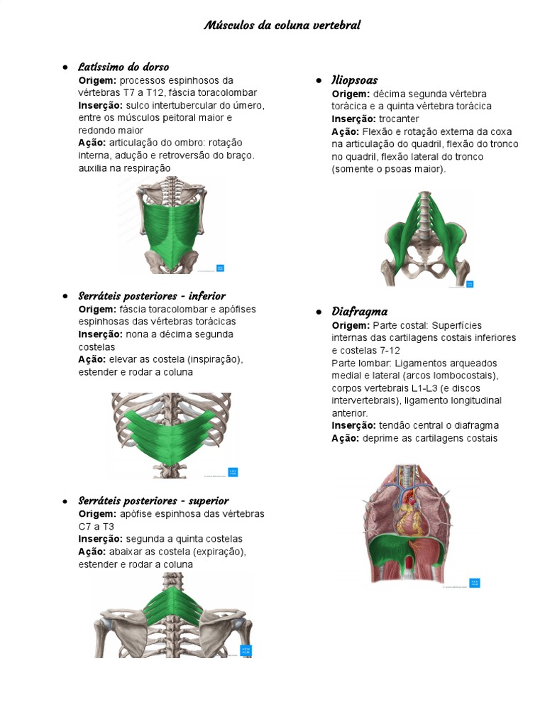 Músculos Da Coluna Vertebral | PDF