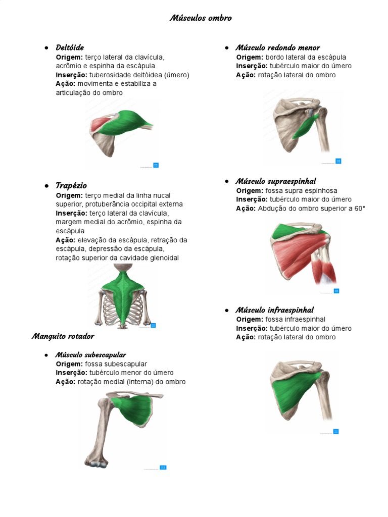 Músculos Ombro | PDF