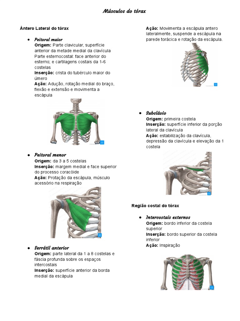 Músculos do tórax | PDF | Sistema Esquelético | Anatomia humana