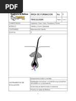 Morfología Del Cabello | PDF | Pelo | Sistema tegumentario