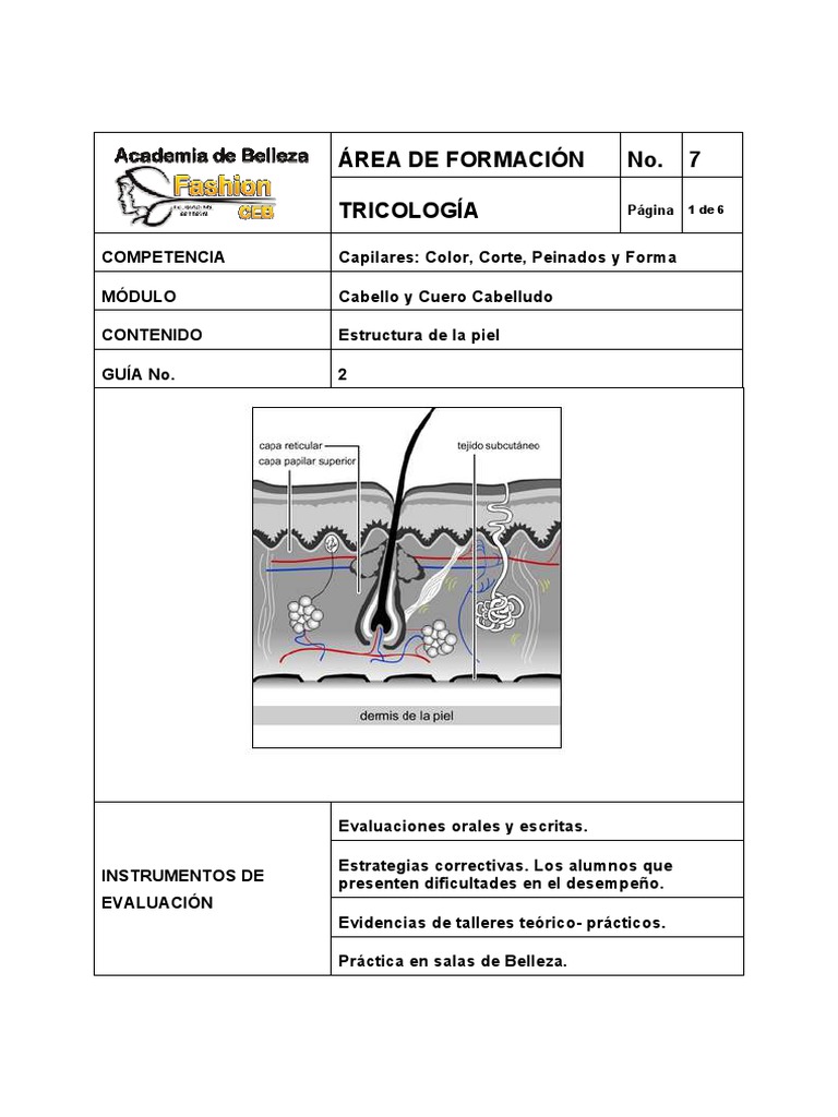 2 - Estructura de La Piel | PDF | Piel | Epidermis